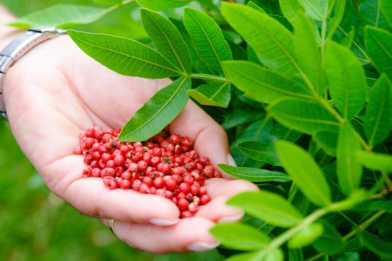 Aroeira: O que é, para que serve, como usar, receitas, benefícios ...