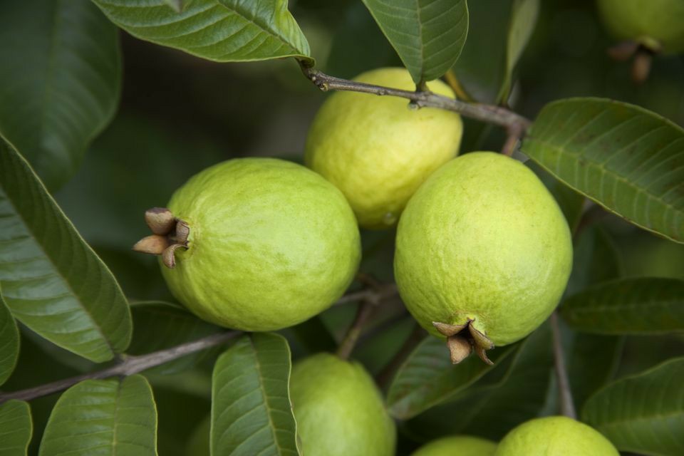 Goiaba auxilia na perda de peso, é boa para imunidade, olhos: veja os ...