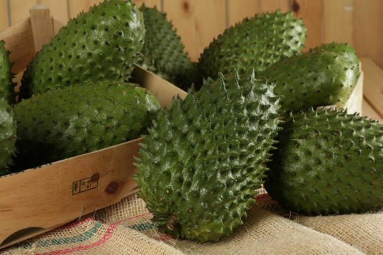 Graviola ajuda a fortalecer a imunidade, faz bem para os rins: veja os ...