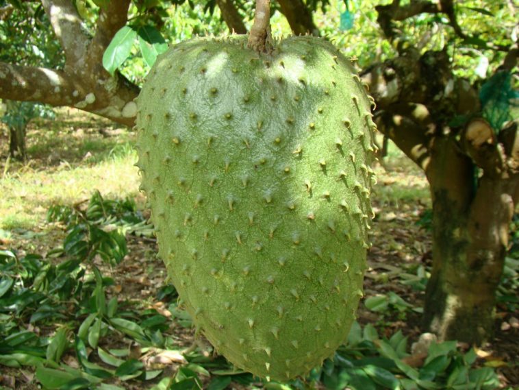 Os 25 Benefícios da Graviola – Para que Serve e Características | Dicas ...