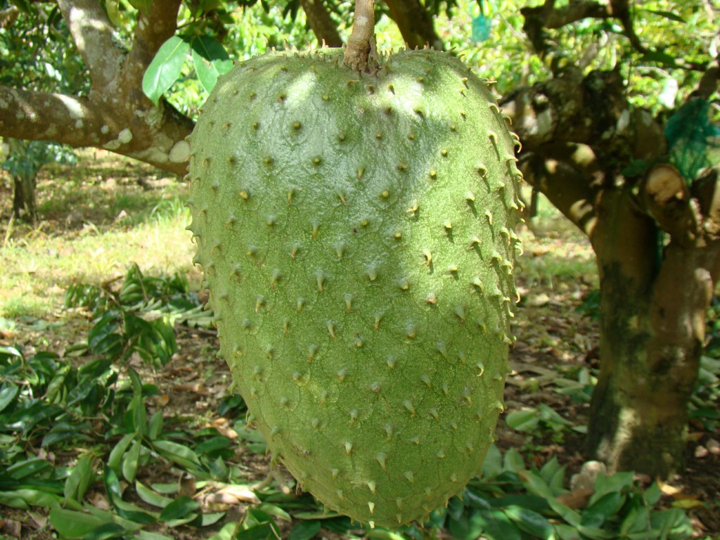 Os 25 Benefícios da Graviola – Para que Serve e Características | Dicas ...