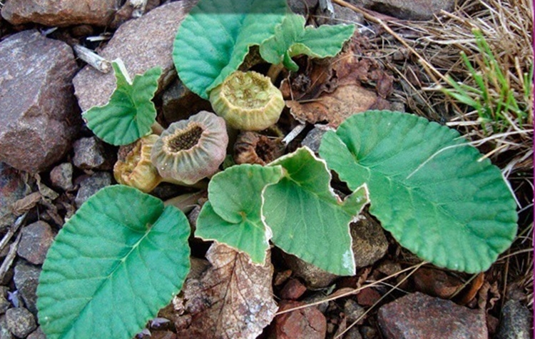 Os 6 Benefícios do Carapiá Para Saúde 【ATUALIZADO】