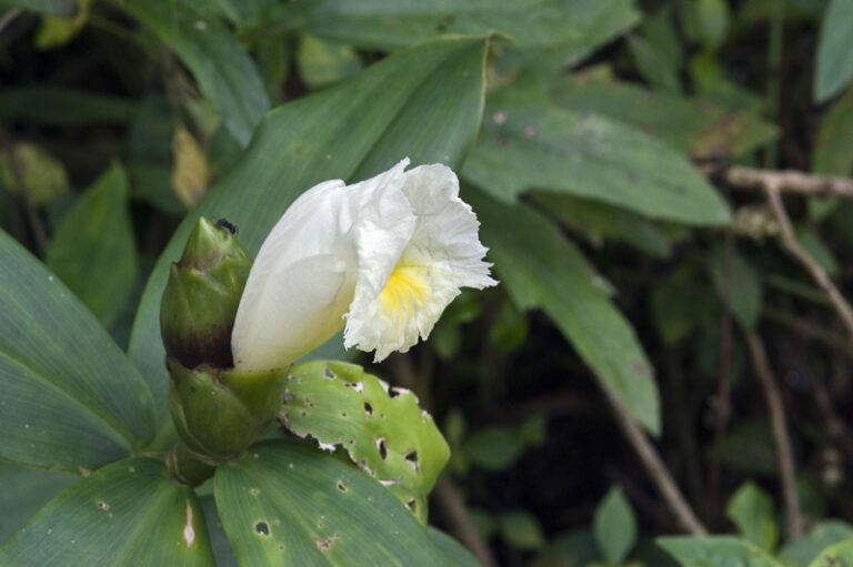 Os 7 Benefícios da Cana do Brejo Para Saúde 【ATUALIZADO】