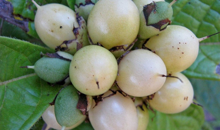 Os 6 Benefícios do Carapiá Para Saúde 【ATUALIZADO】