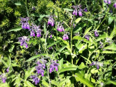 Os 16 Benefícios do Confrei Para Saúde 【ATUALIZADO】