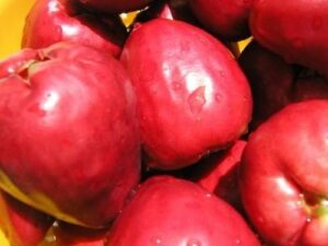 Tipos de Jambo fruta: para que serve, benefícios e como usar | Dicas de ...