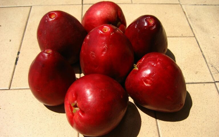 Tipos de Jambo fruta: para que serve, benefícios e como usar | Dicas de ...