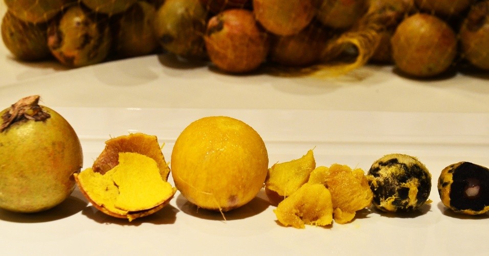 Macaúba é boa para imunidade, olhos e cabelos: veja os seus benefícios ...