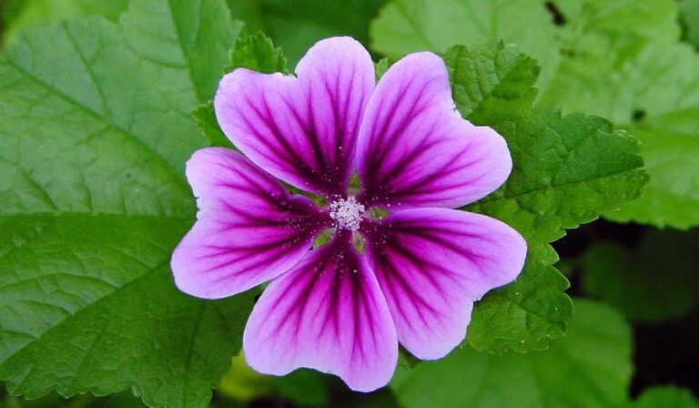 10 Benefícios da Malva – Para que Serve e Características | Dicas de Saúde