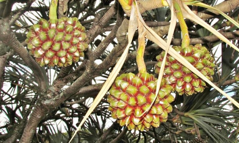 Pinhão de Madagascar é bom para gestação e digestão: veja os seus ...