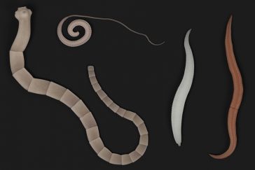 Teníase - O que é, Sintomas e Tratamentos | Dicas de Saúde