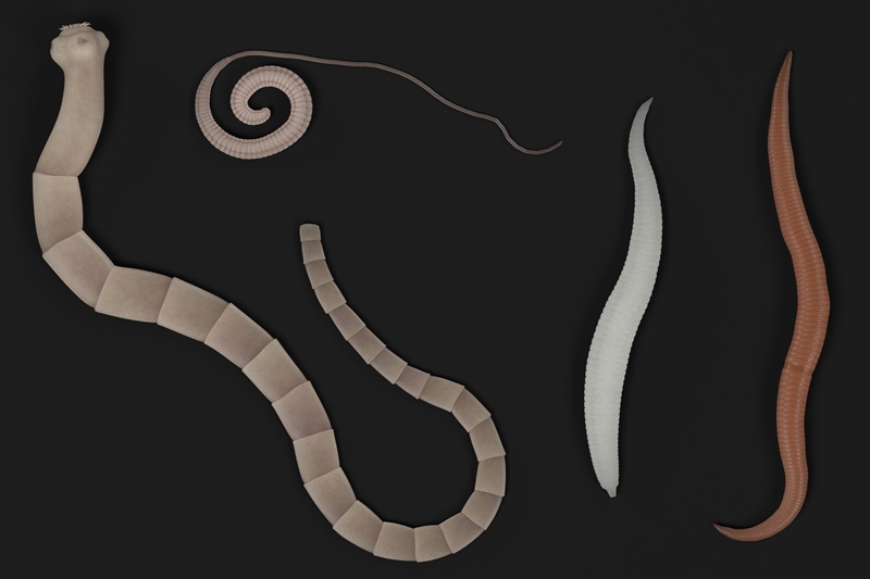 Teníase - O que é, Sintomas e Tratamentos | Dicas de Saúde