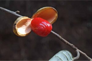 Os 12 Benefícios do Ucuuba Para Saúde 【ATUALIZADO】