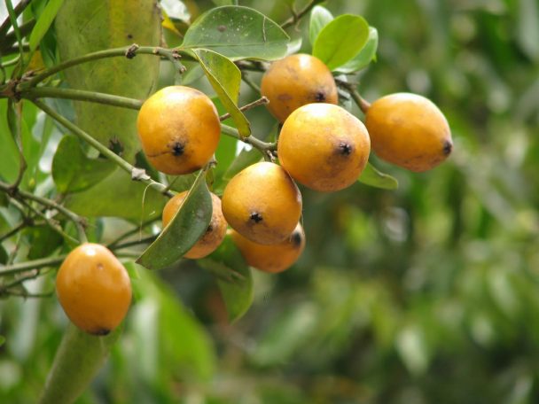 Os 7 Benefícios da Baga de Macaco Para Saúde 【ATUALIZADO】