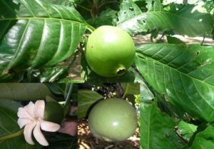 Os 13 Benefícios da Borojoa Para Saúde 【ATUALIZADO】