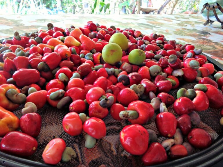 Cajuí ou cajuzinho do cerrado: Veja seus benefícios, características e ...