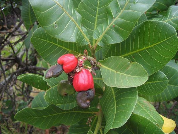 Cajuí ou cajuzinho do cerrado: Veja seus benefícios, características e ...