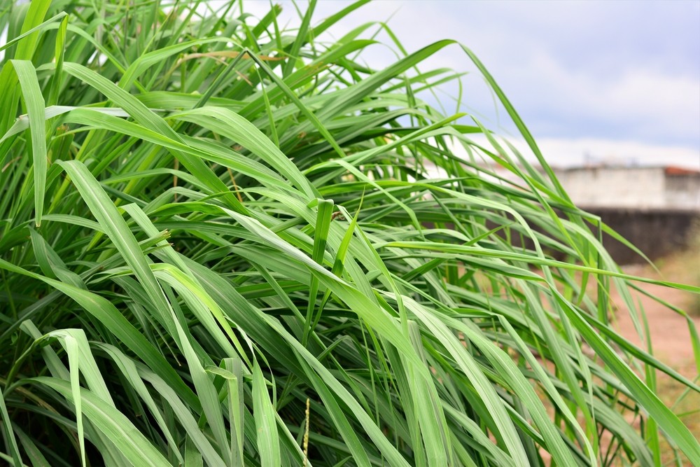 Os 10 Benefícios do Capim Limão Para Saúde 【ATUALIZADO】