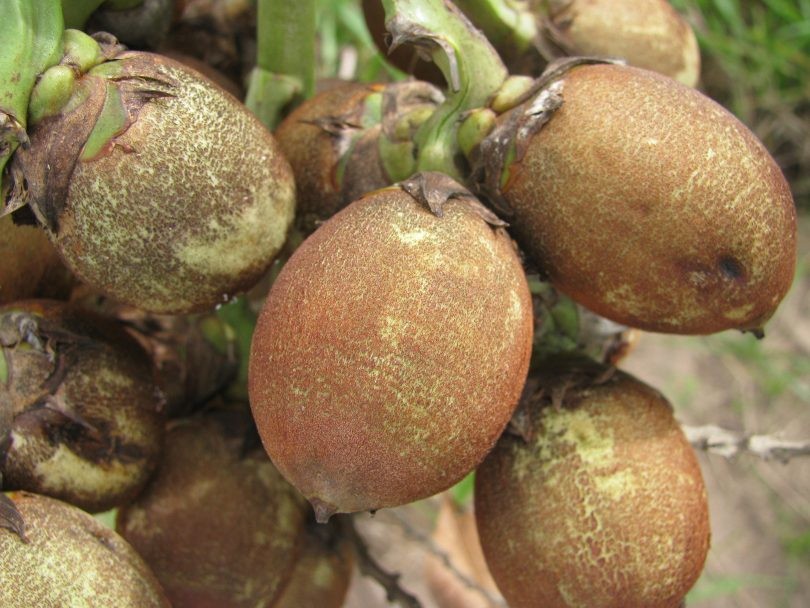 Os 8 Benefícios do Catolé Para Saúde 【ATUALIZADO】