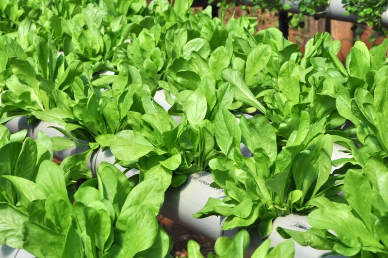 Os 12 Benefícios da Chicória Para Saúde 【ATUALIZADO】