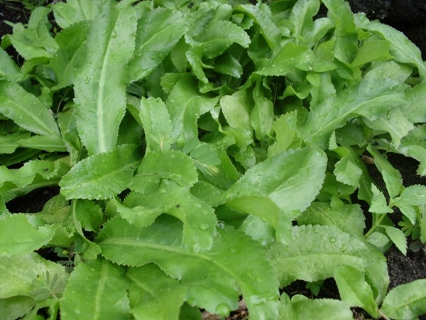 Os 12 Benefícios da Chicória Para Saúde 【ATUALIZADO】