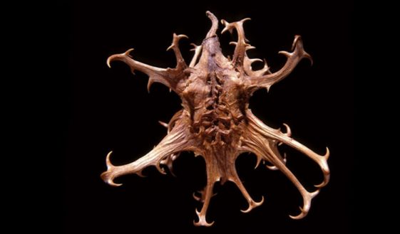 Os 8 Benefícios da Garra do Diabo Para Saúde 【ATUALIZADO】