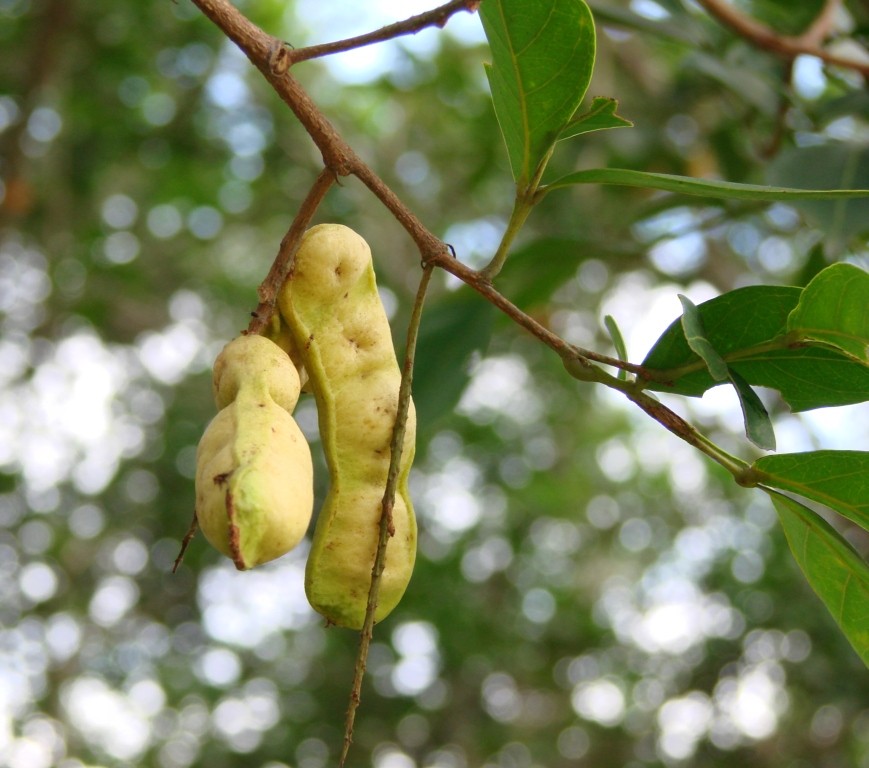 Os 11 Benefícios do Ingá Branco Para Saúde 【ATUALIZADO】