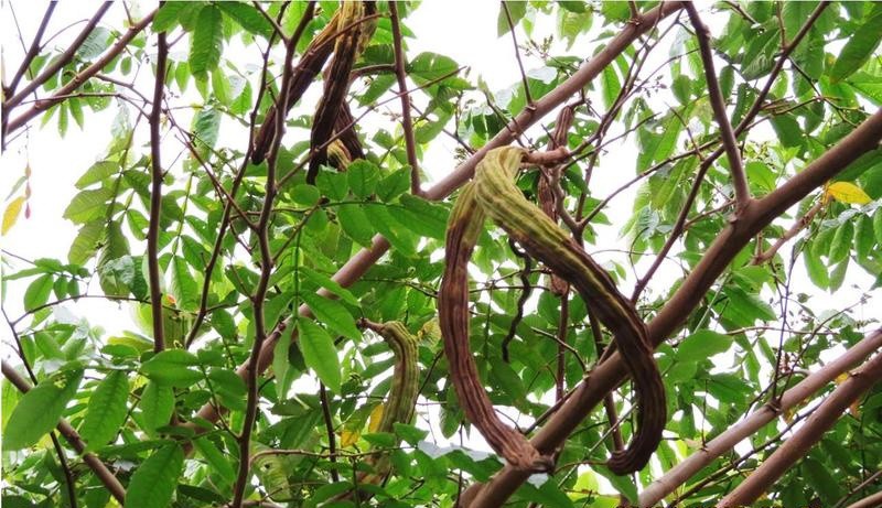 Os 9 Benefícios da Ingá Para Saúde