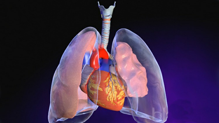 Pneumotórax - O que é, Causas, Sintomas e Tratamentos 【Atualizado】