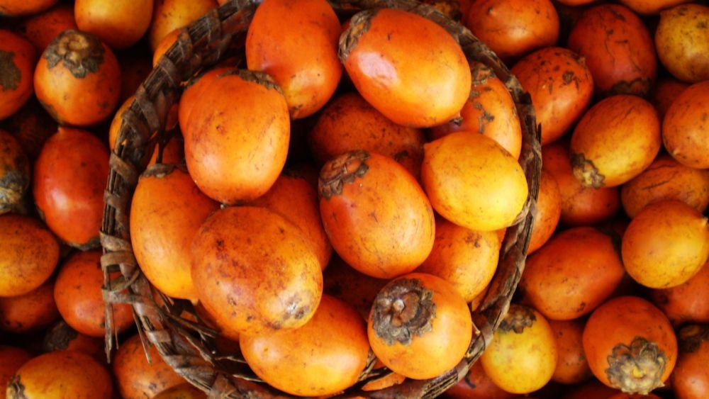 Tucumã é boa fonte de vitamina c, rico em fibras e magnésio: veja os ...