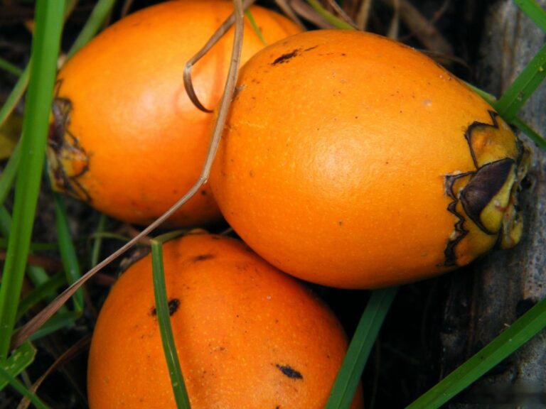 Tucumã é boa fonte de vitamina c, rico em fibras e magnésio: veja os ...