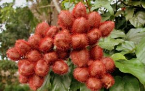 Os 12 Benefícios do Urucum Para Saúde 【ATUALIZADO】