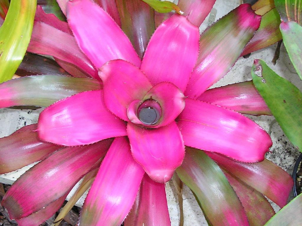 Os 12 Benefícios da Bromélia Para Saúde 【ATUALIZADO】