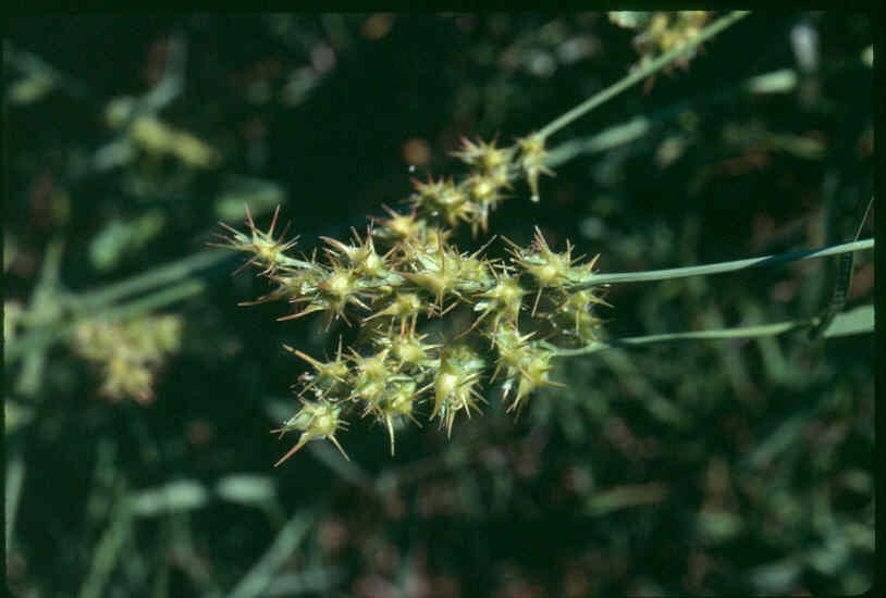 10 Benefícios do Chá de Carrapicho – Para que Serve e Características ...