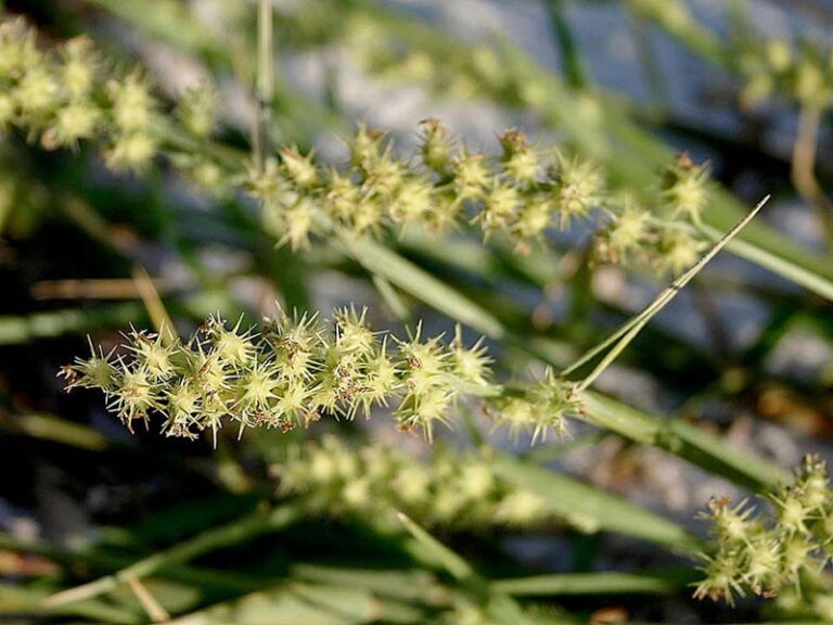 10 Benefícios do Chá de Carrapicho – Para que Serve e Características ...