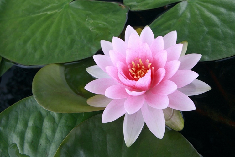 Os 12 Benefícios da Flor de Lótus Para Saúde 【ATUALIZADO】