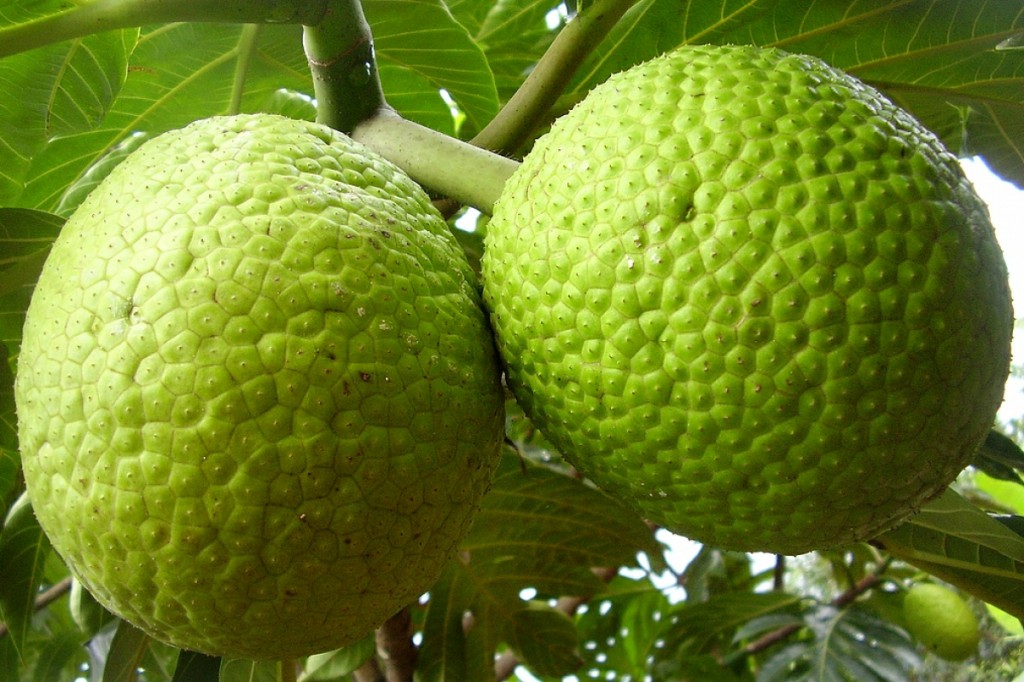 Suco da Fruta Pão ajuda a perder peso, é bom para pele: veja os seus ...