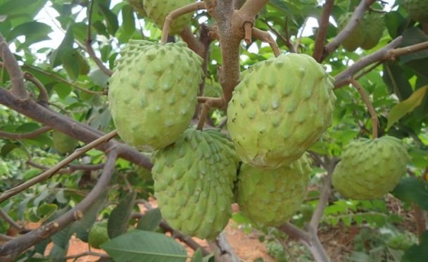 12 Benefícios da Atemoia – Para que Serve e Características | Dicas de ...