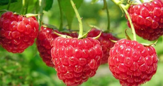 Framboesa Fruta: para que serve, benefícios, chás e receitas da fruta