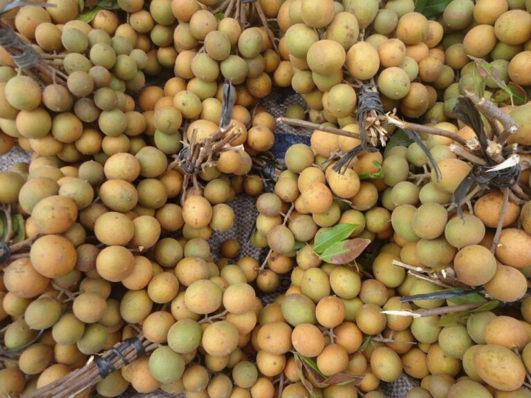 Pitomba: Para que serve, como usar, valor nutricional, benefícios ...