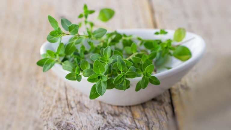 Tomilho - Benefícios, Usos e Efeitos Colaterais | Dicas de Saúde