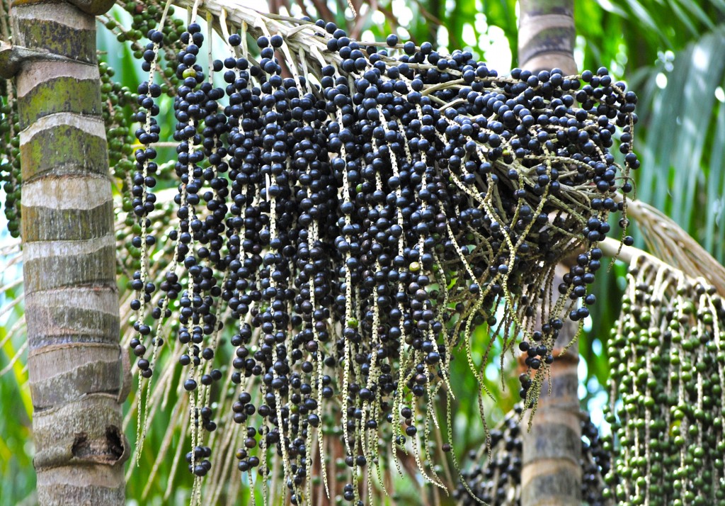 Açaí: Para que serve, como usar, valor nutricional, benefícios ...