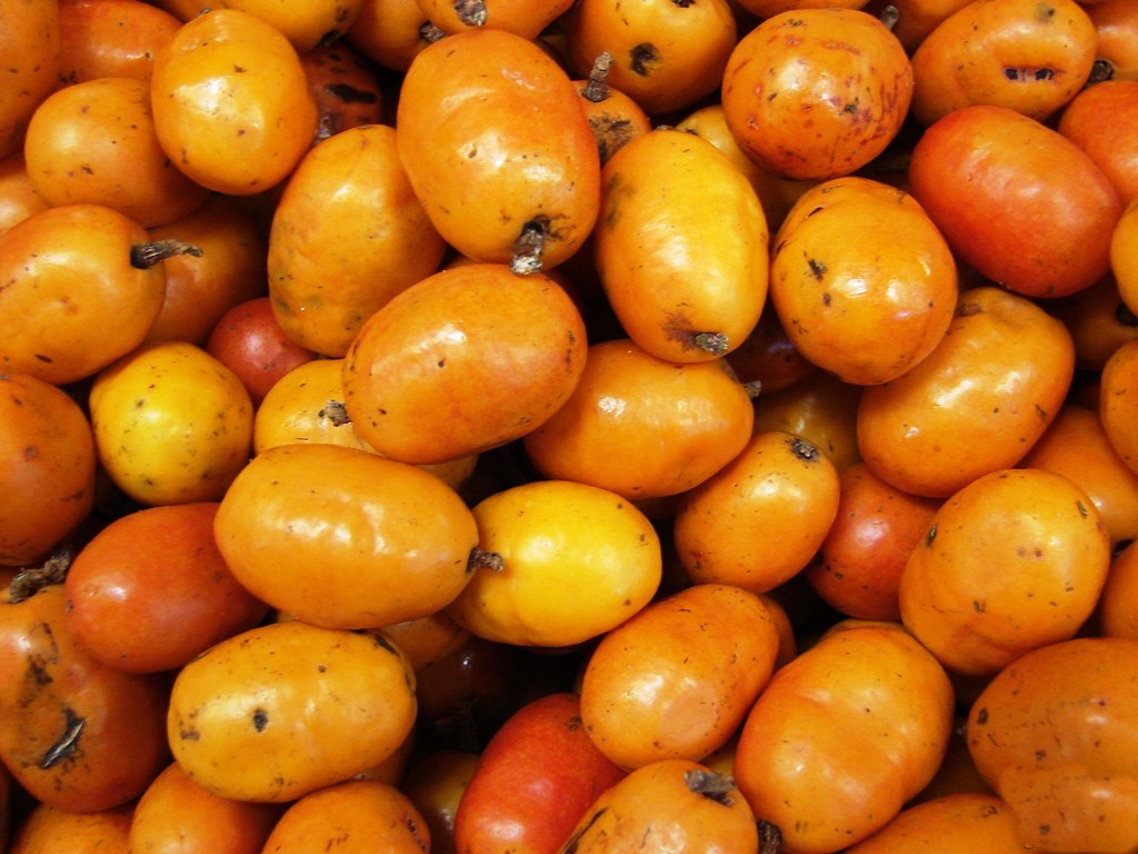 Fruto De Brasil - Estudiar