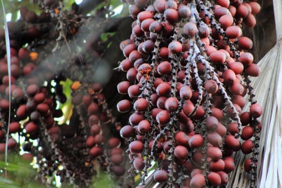 Buriti é bom para o coração, imunidade e gripe: veja os seus benefícios ...