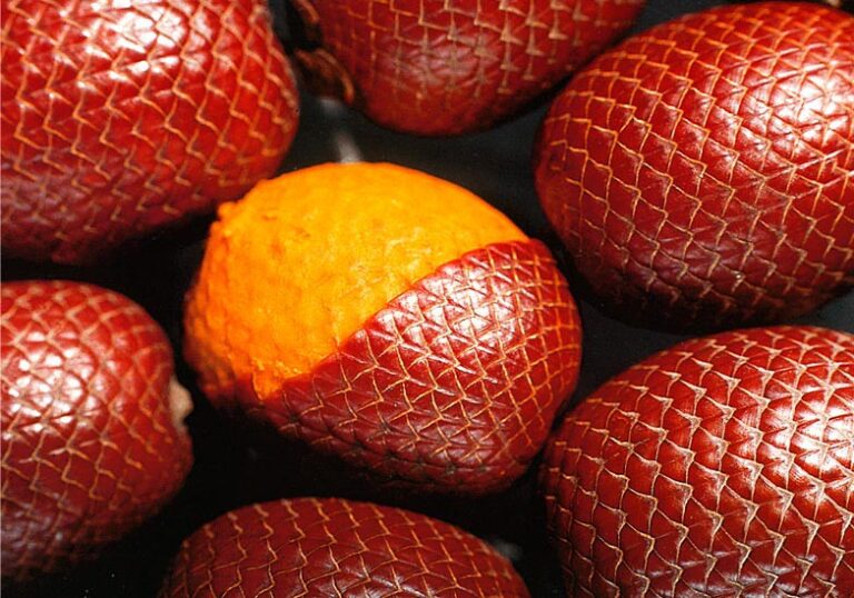 Buriti: Para que serve, como usar, valor nutricional, benefícios ...