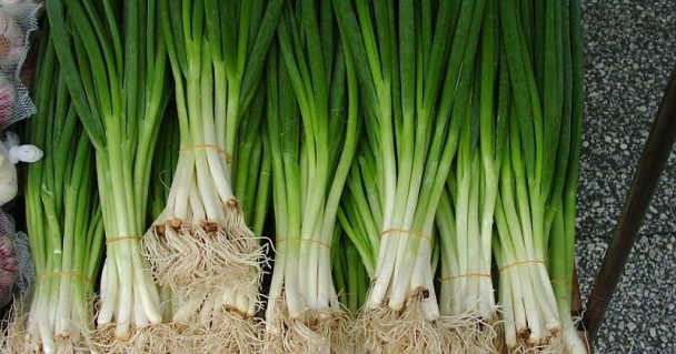 Cebolinha: Para que serve, valor nutricional, benefícios, malefícios e ...