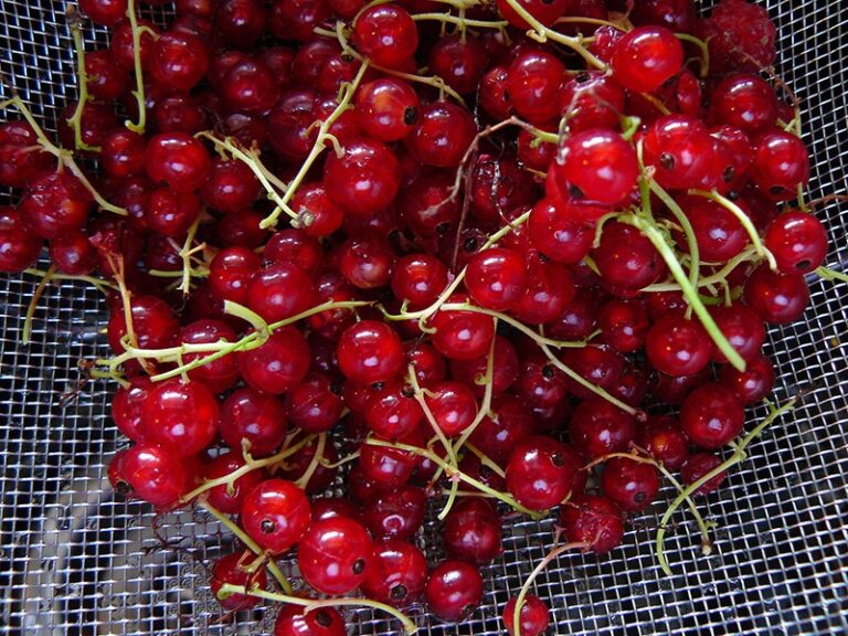 Groselha: Para que serve, como usar, valor nutricional, benefícios ...