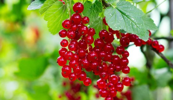 Os 12 Benefícios da Groselha Para a Saúde 【ATUALIZADO】