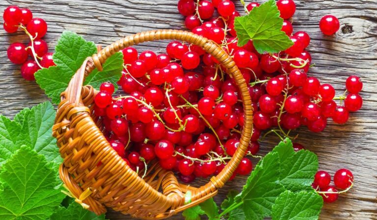 Os 12 Benefícios da Groselha Para a Saúde 【ATUALIZADO】