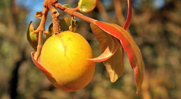 Mangaba é boa para o colesterol, promove saúde do fígado: veja os seus ...